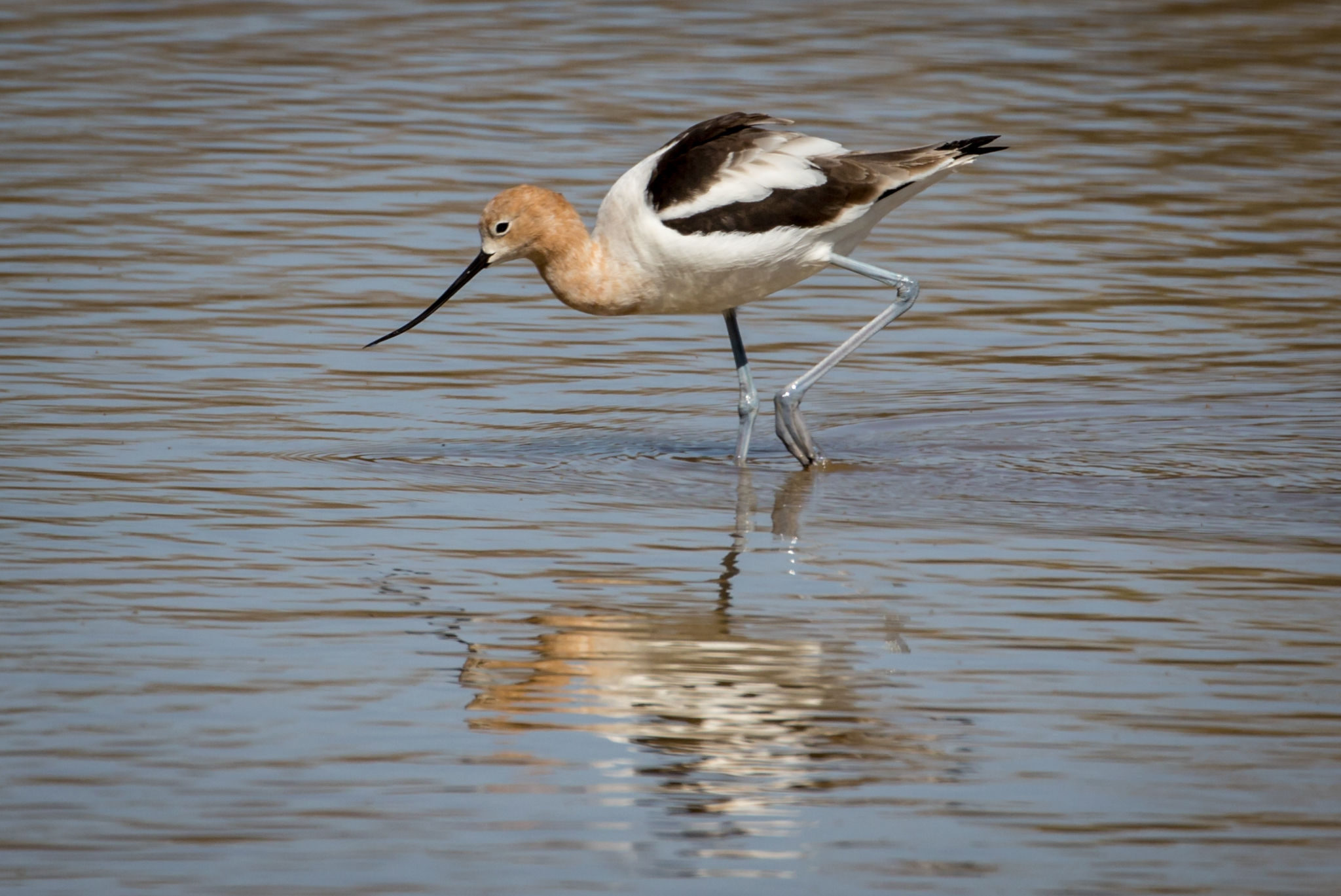 Avocet in Arizona | Great Bird Pics