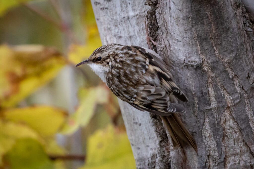 A Pause in the Action | Great Bird Pics