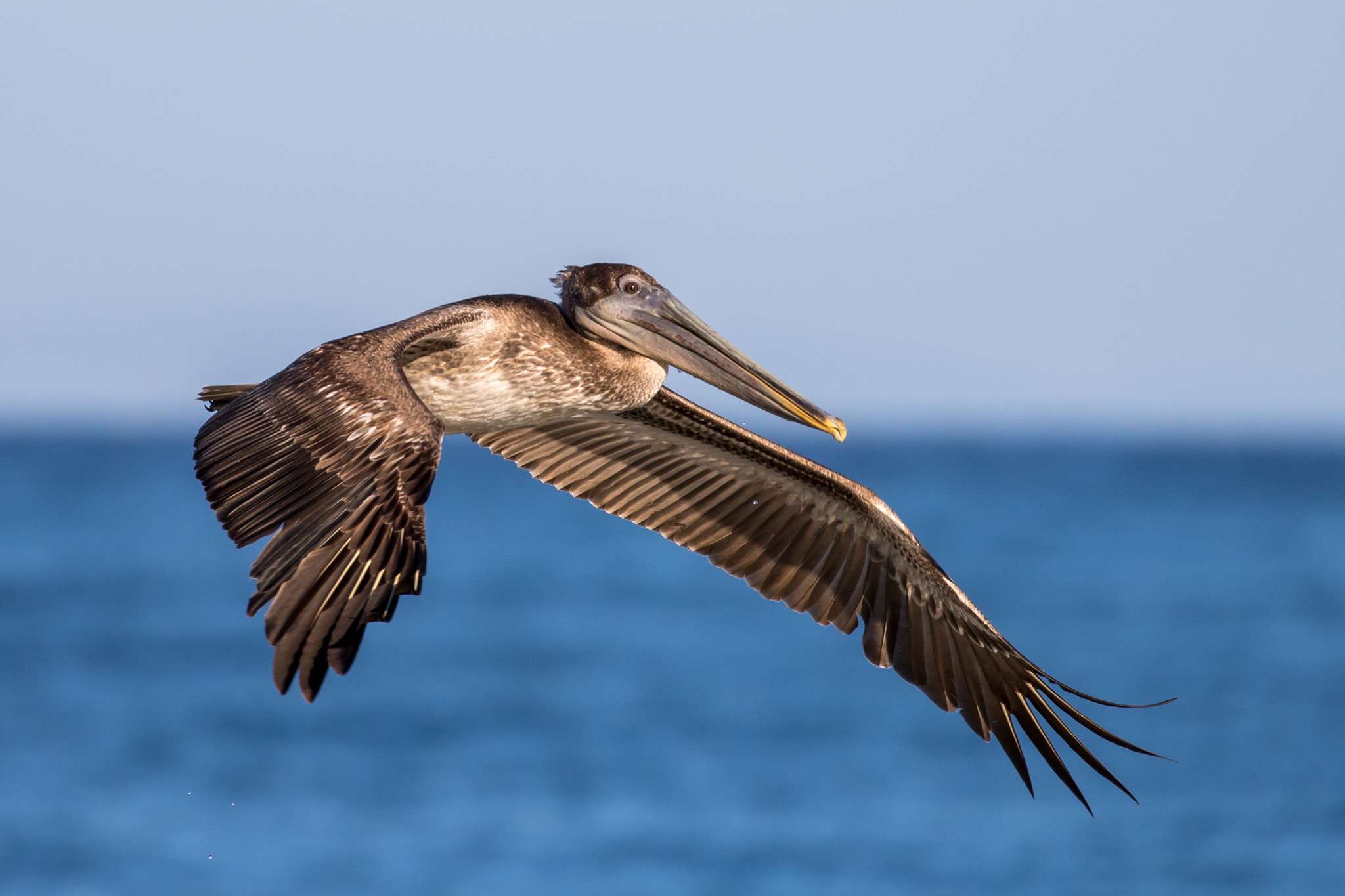 Cruising Altitude of 10 Feet | Great Bird Pics