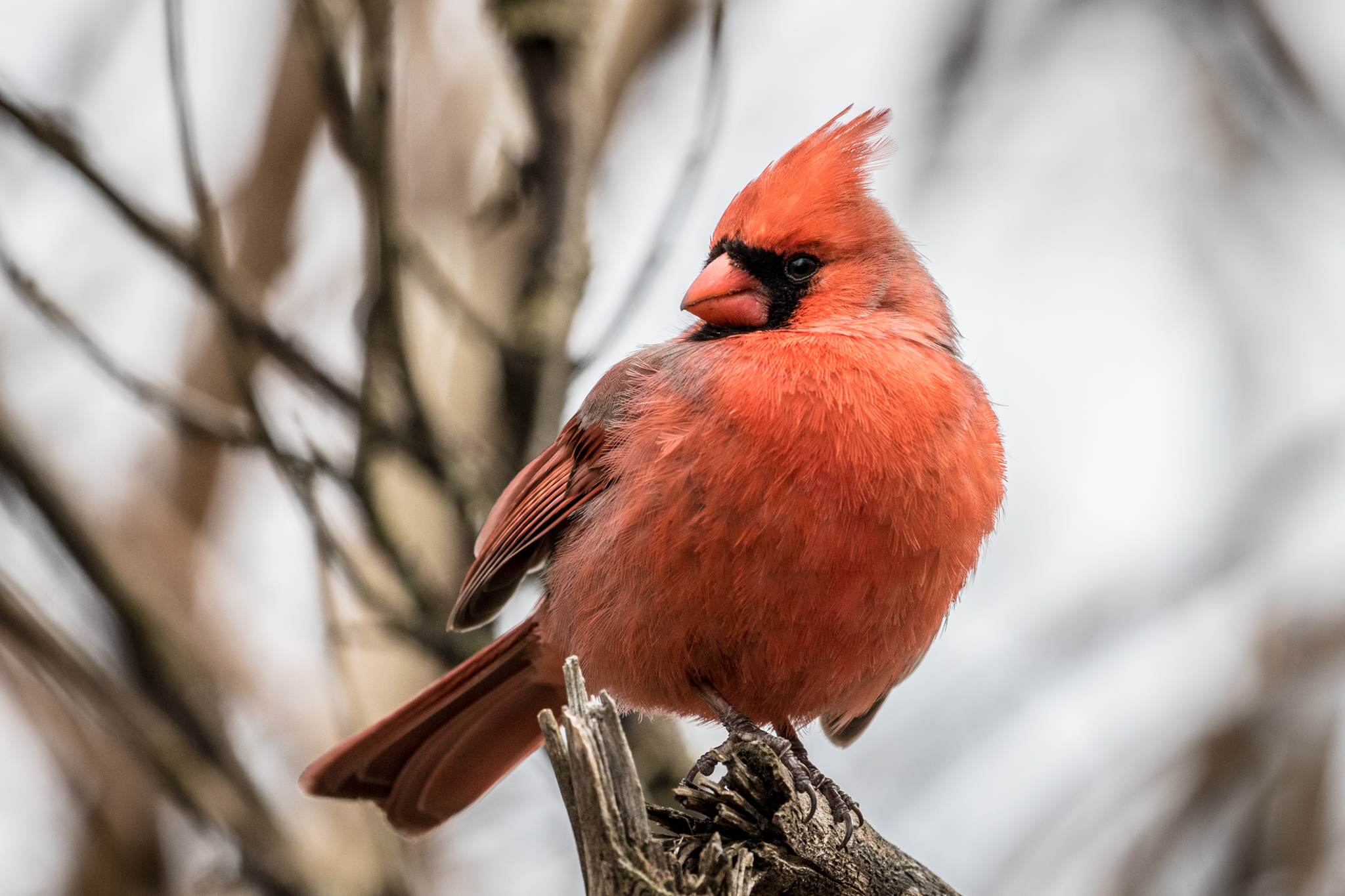 Proud of His Hair? | Great Bird Pics