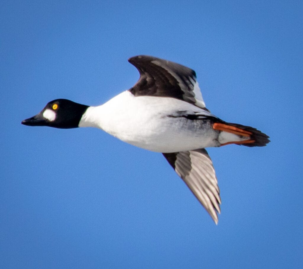 A Good Look | Great Bird Pics