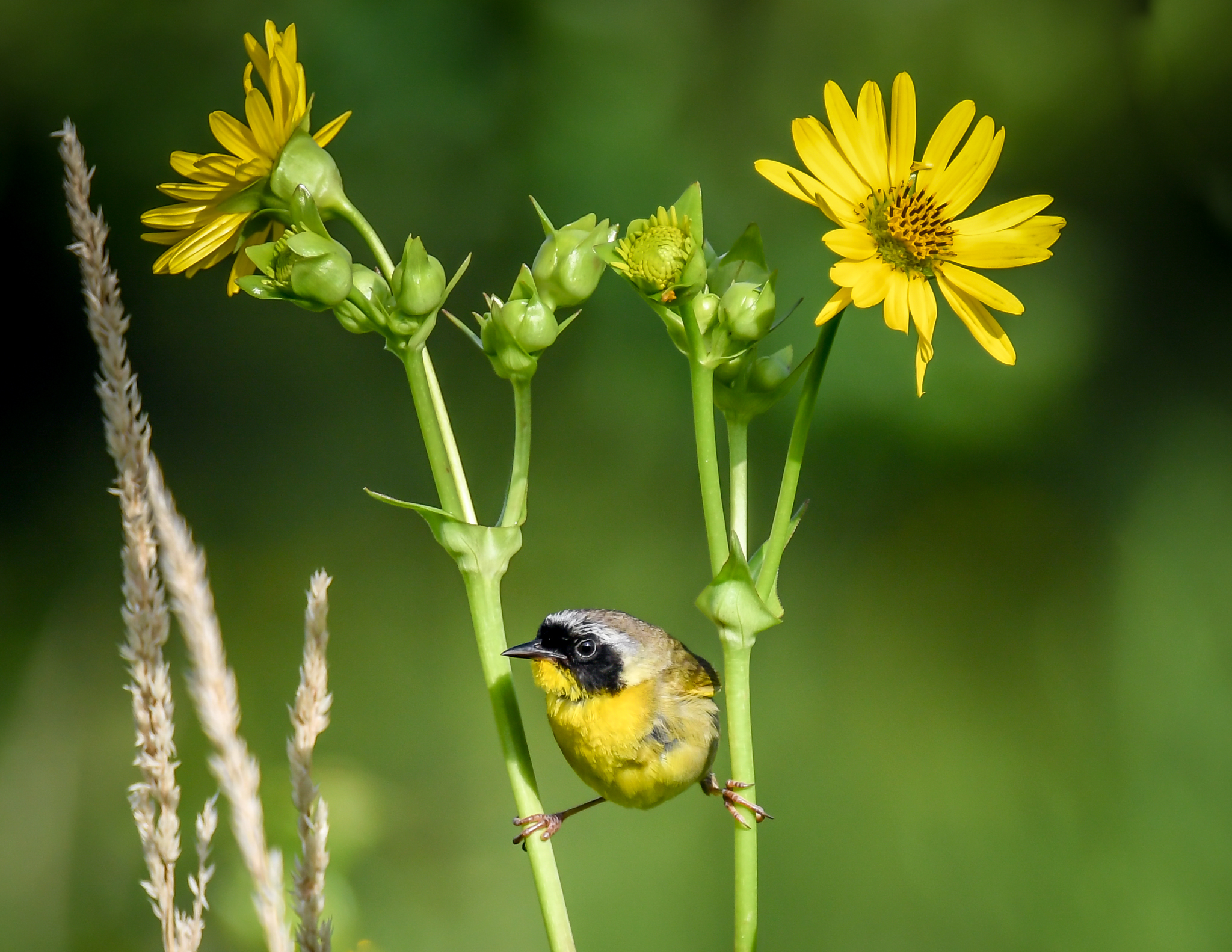 Doing the Splits | Great Bird Pics