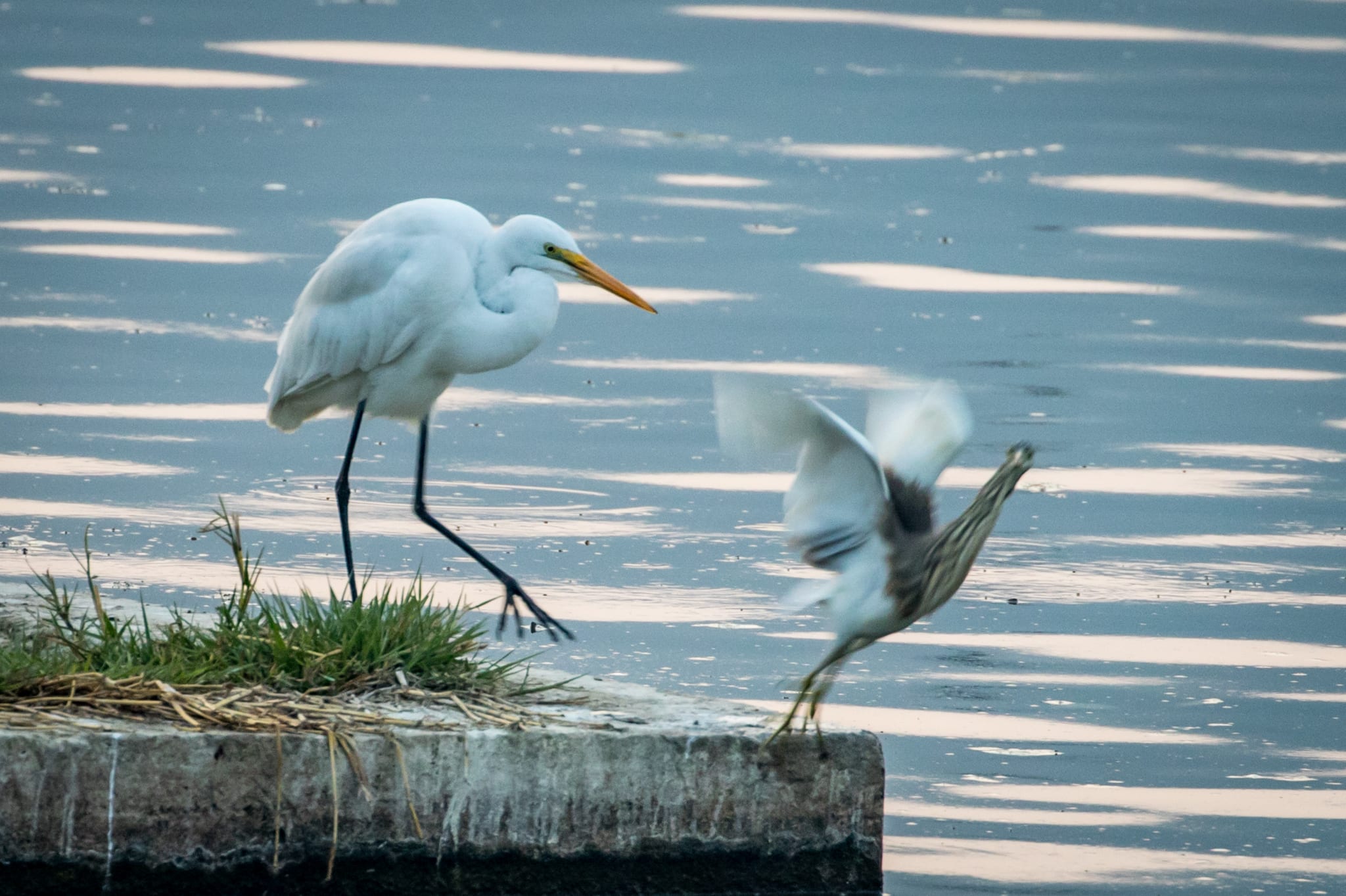 Defending its Turf | Great Bird Pics
