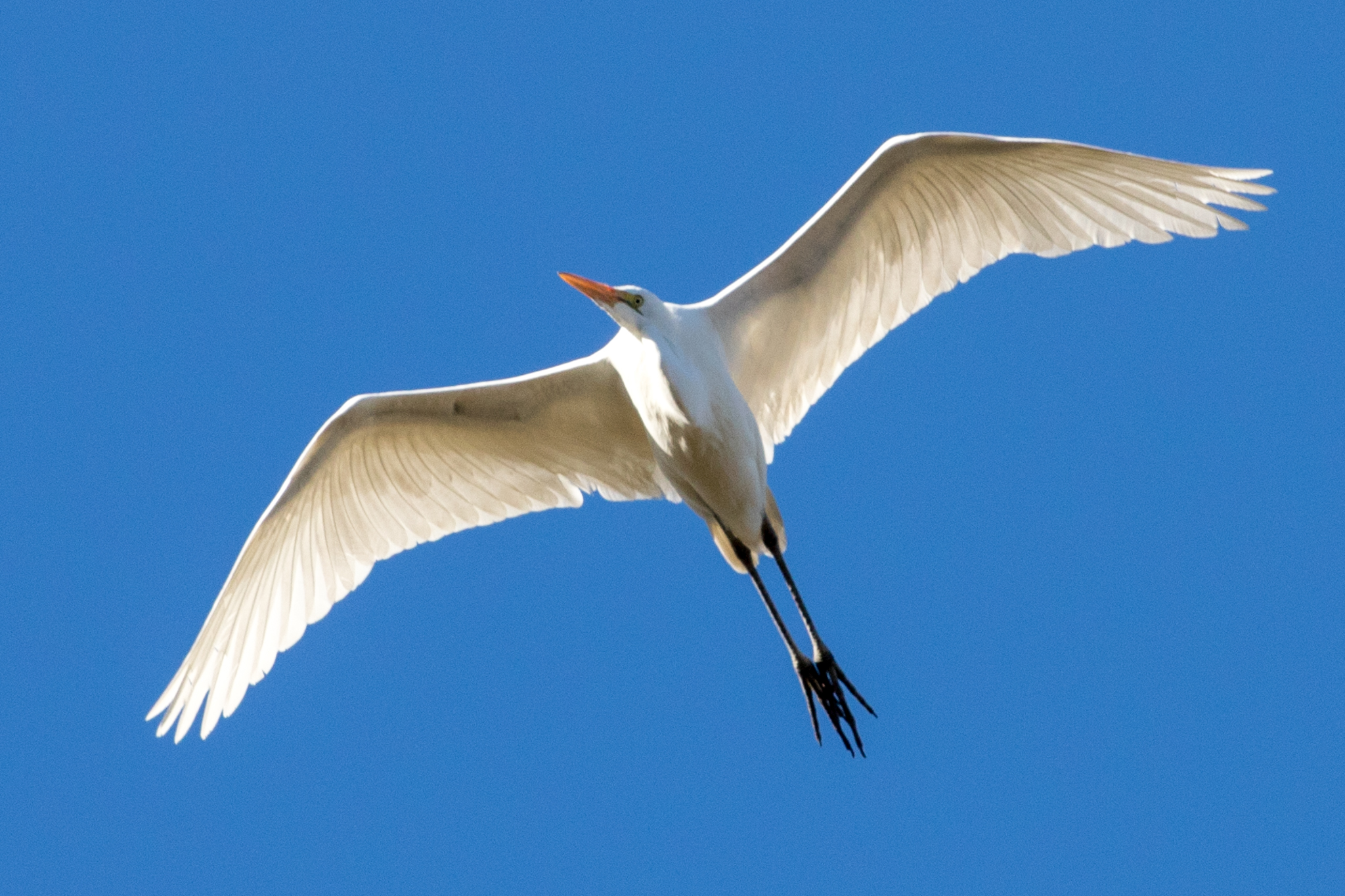 White Angel? | Great Bird Pics