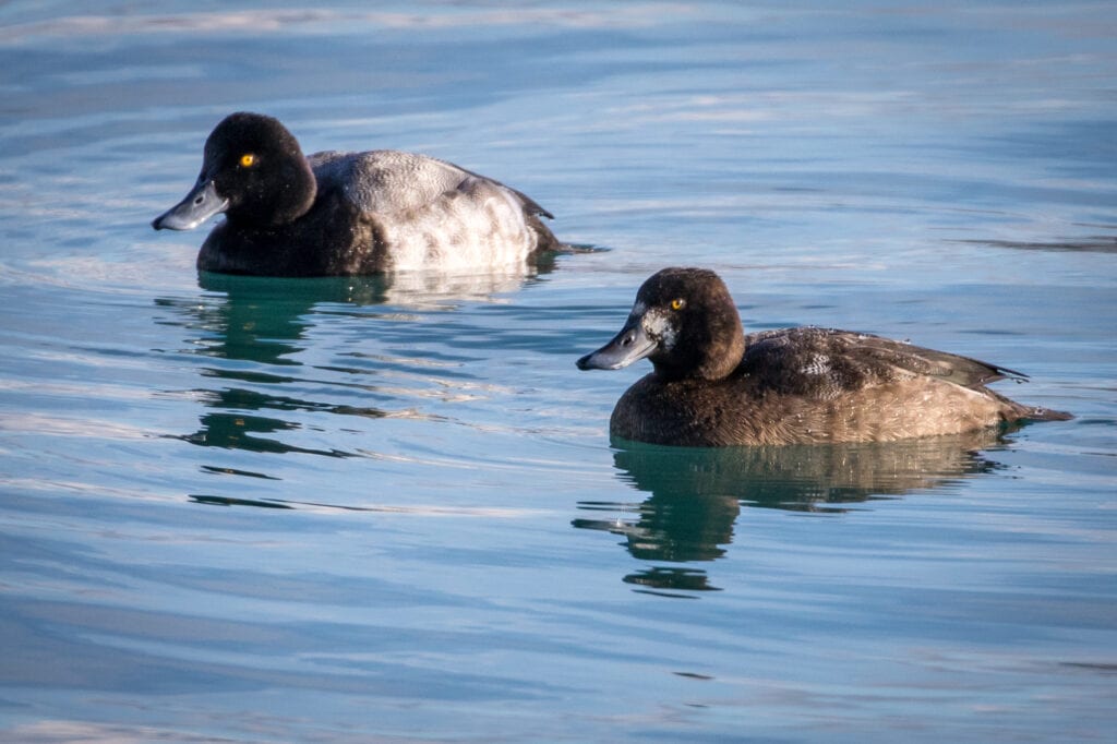 Couple of Scaups | Great Bird Pics