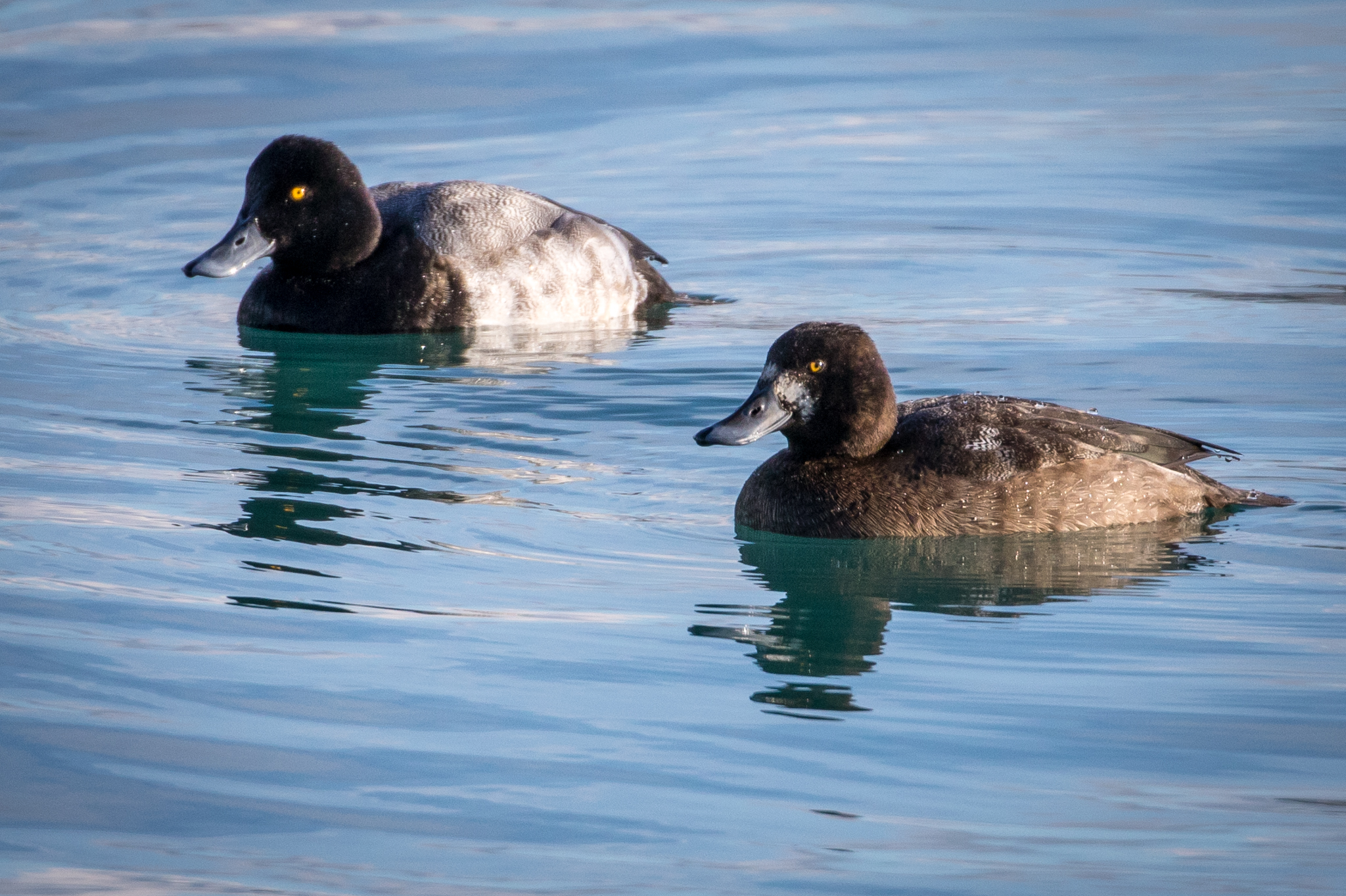 Couple of Scaups | Great Bird Pics