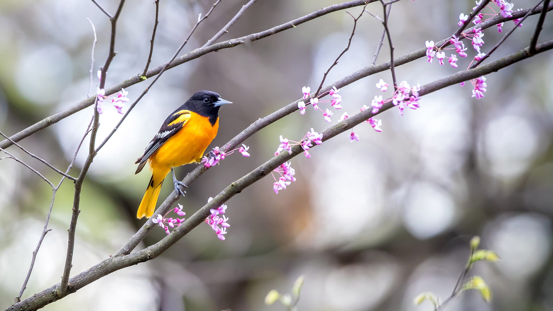 Great Bird Pics – A Website Full Of Beautiful Bird Pictures