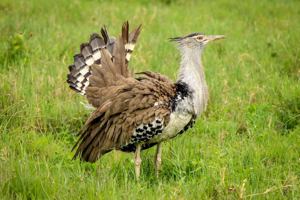 Kori Bustard in the Serengeti | Great Bird Pics