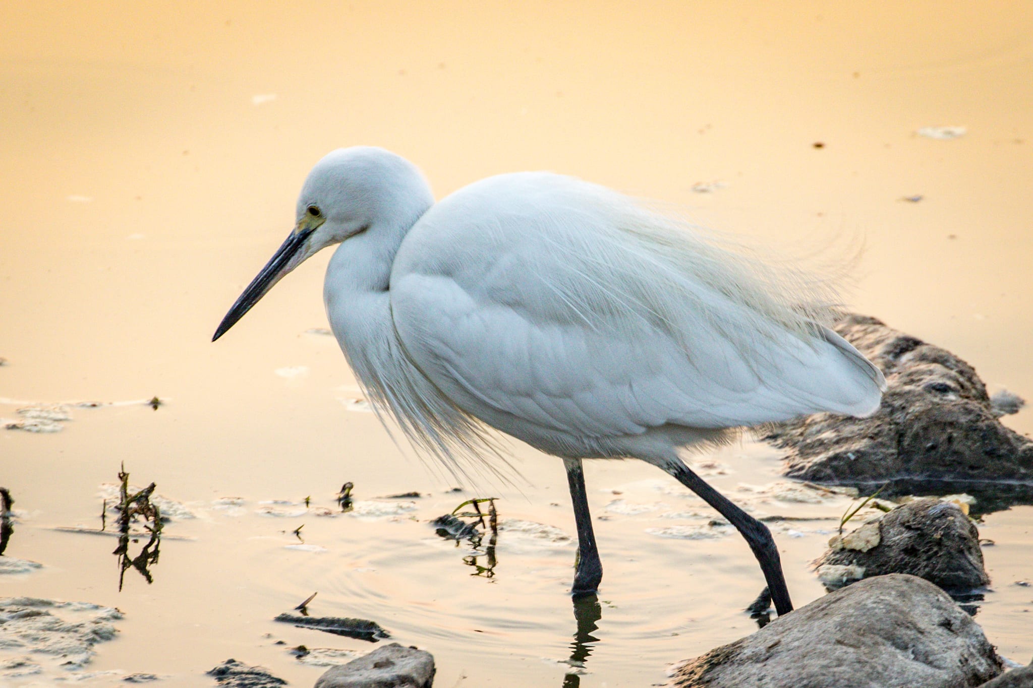 Wading In | Great Bird Pics