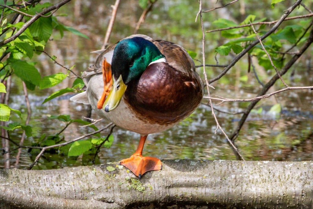 Colorful Itch | Great Bird Pics