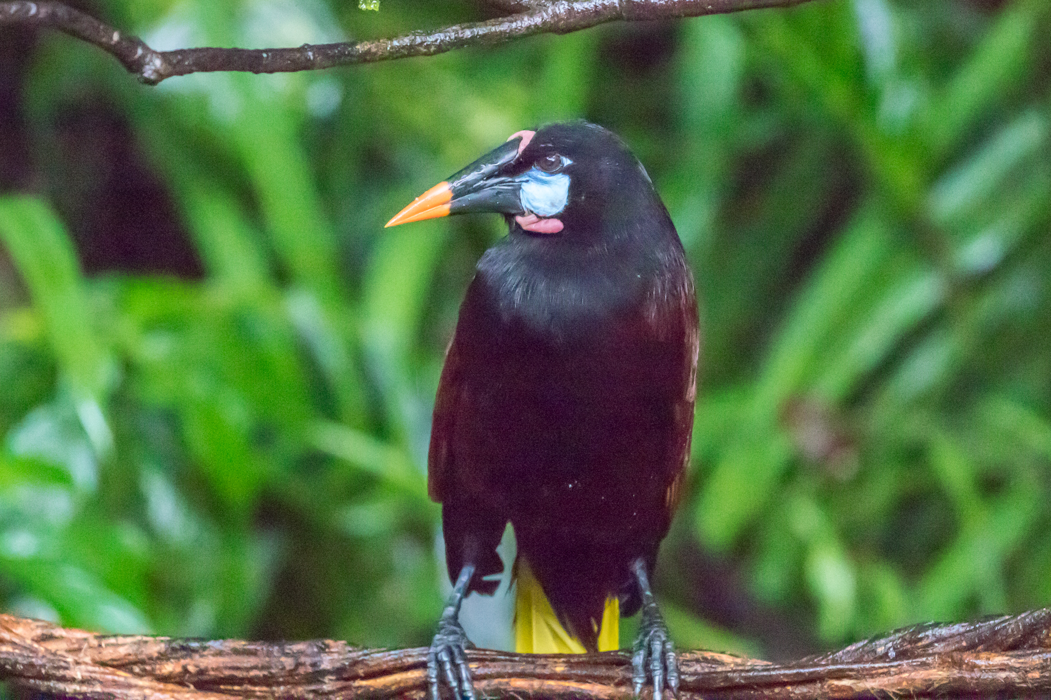 Ready for Breakfast | Great Bird Pics