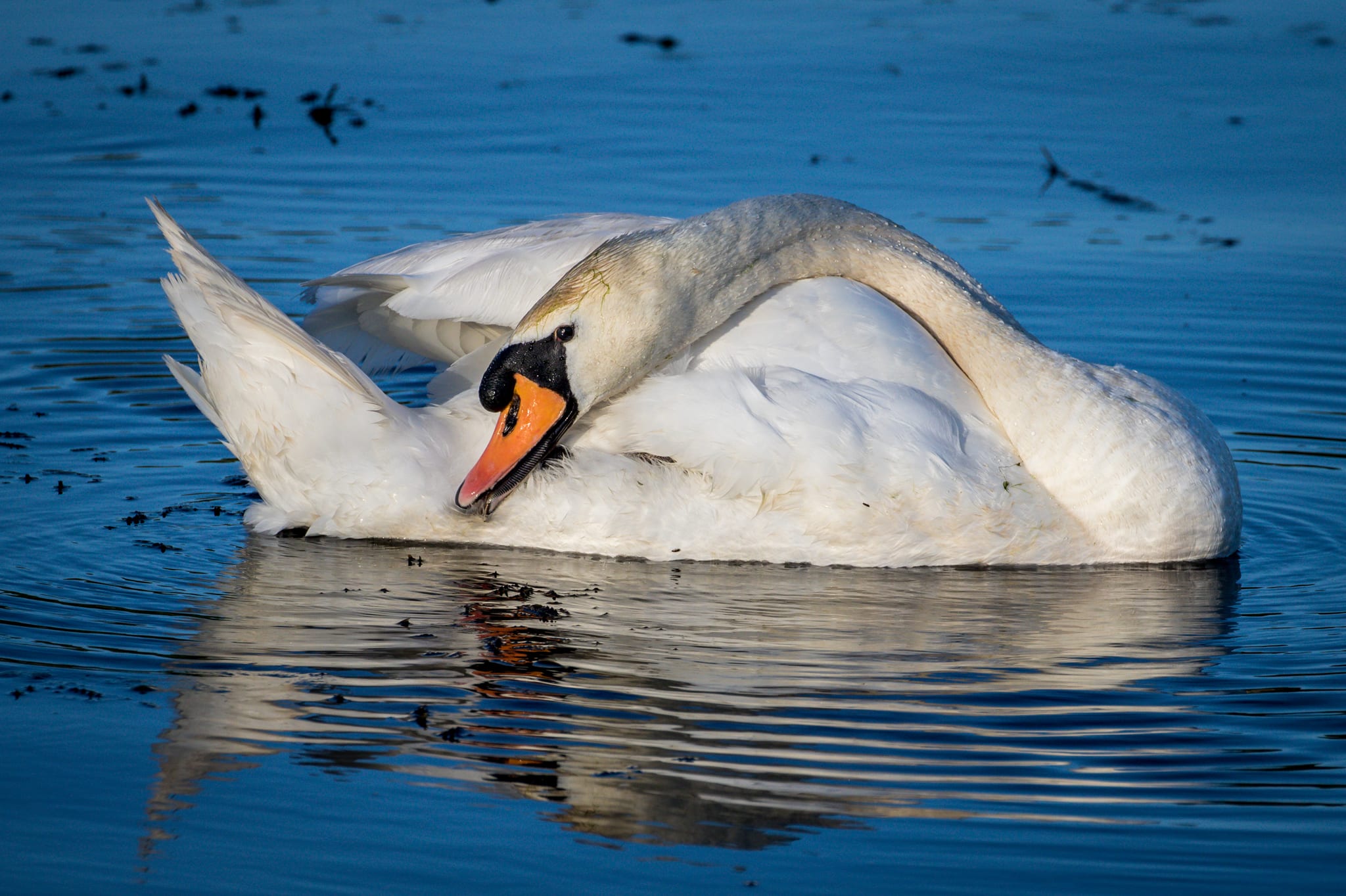 Checking the Rear | Great Bird Pics