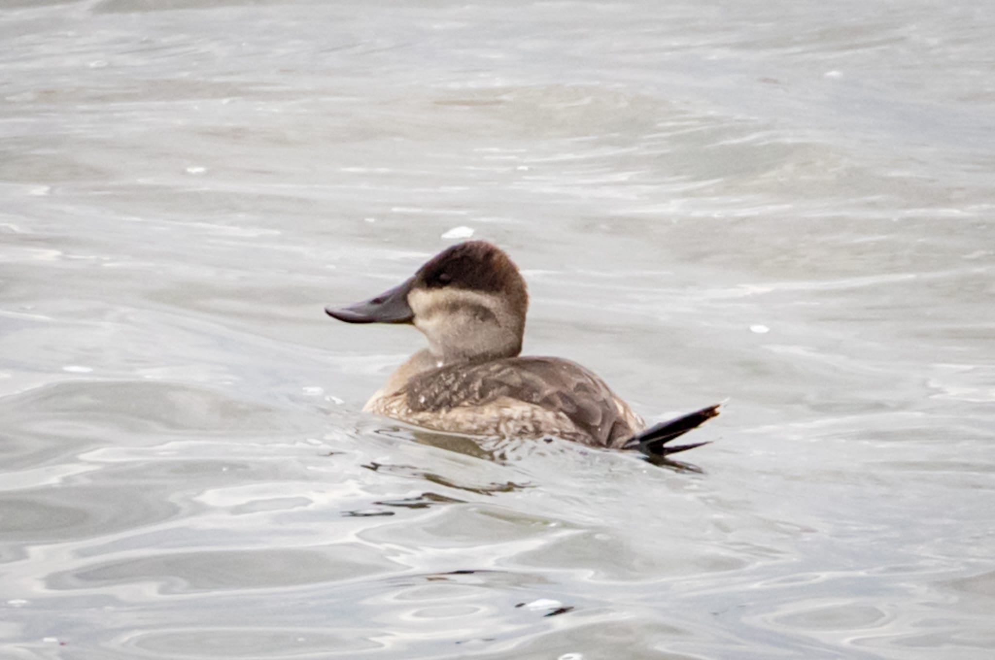 Everything Looks Gray on a Gray Day | Great Bird Pics
