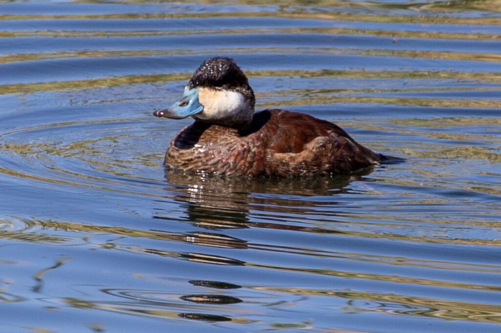 Male Ruddy Duck | Great Bird Pics