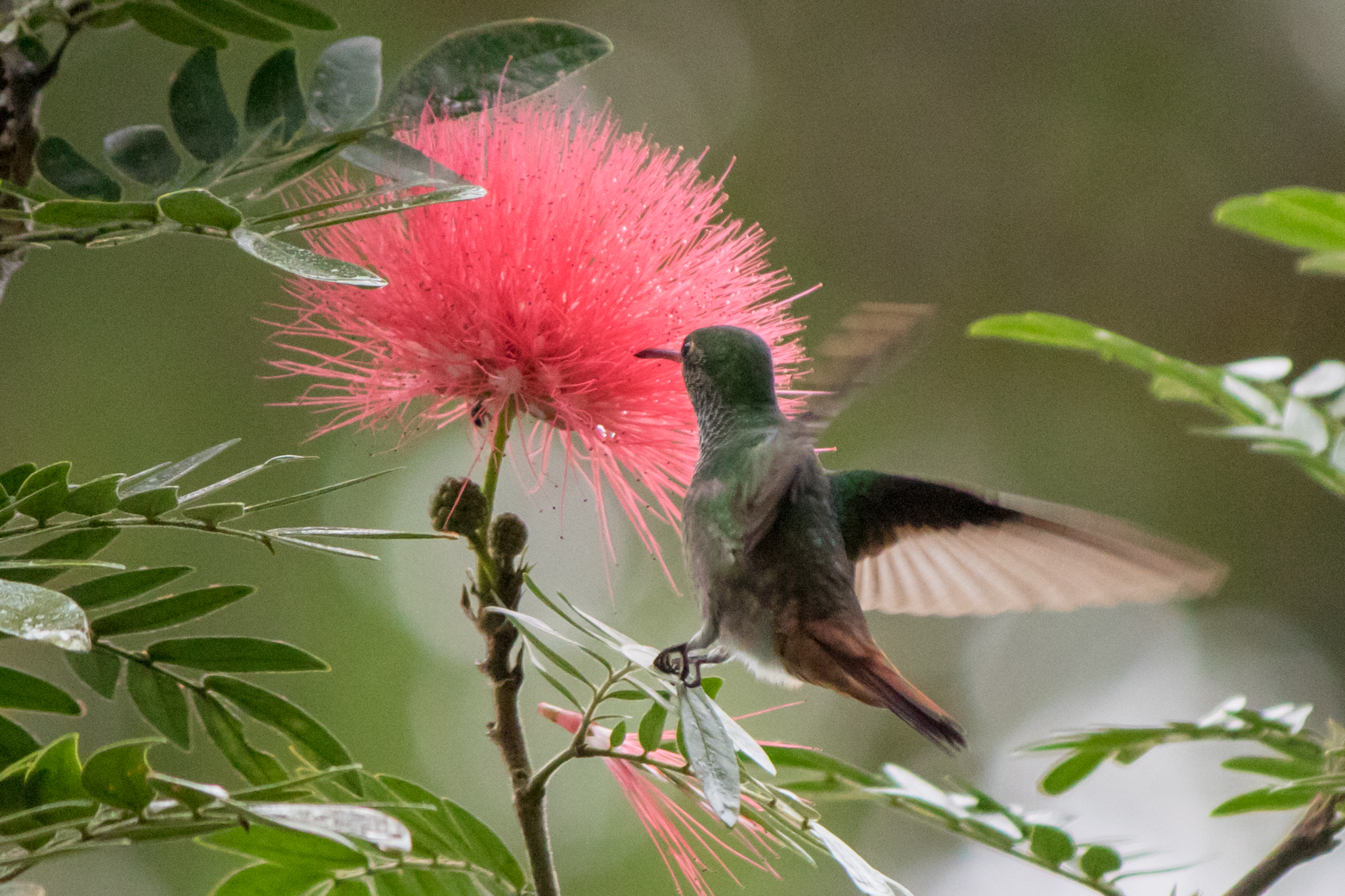 Is there Food in the Fuzz? | Great Bird Pics
