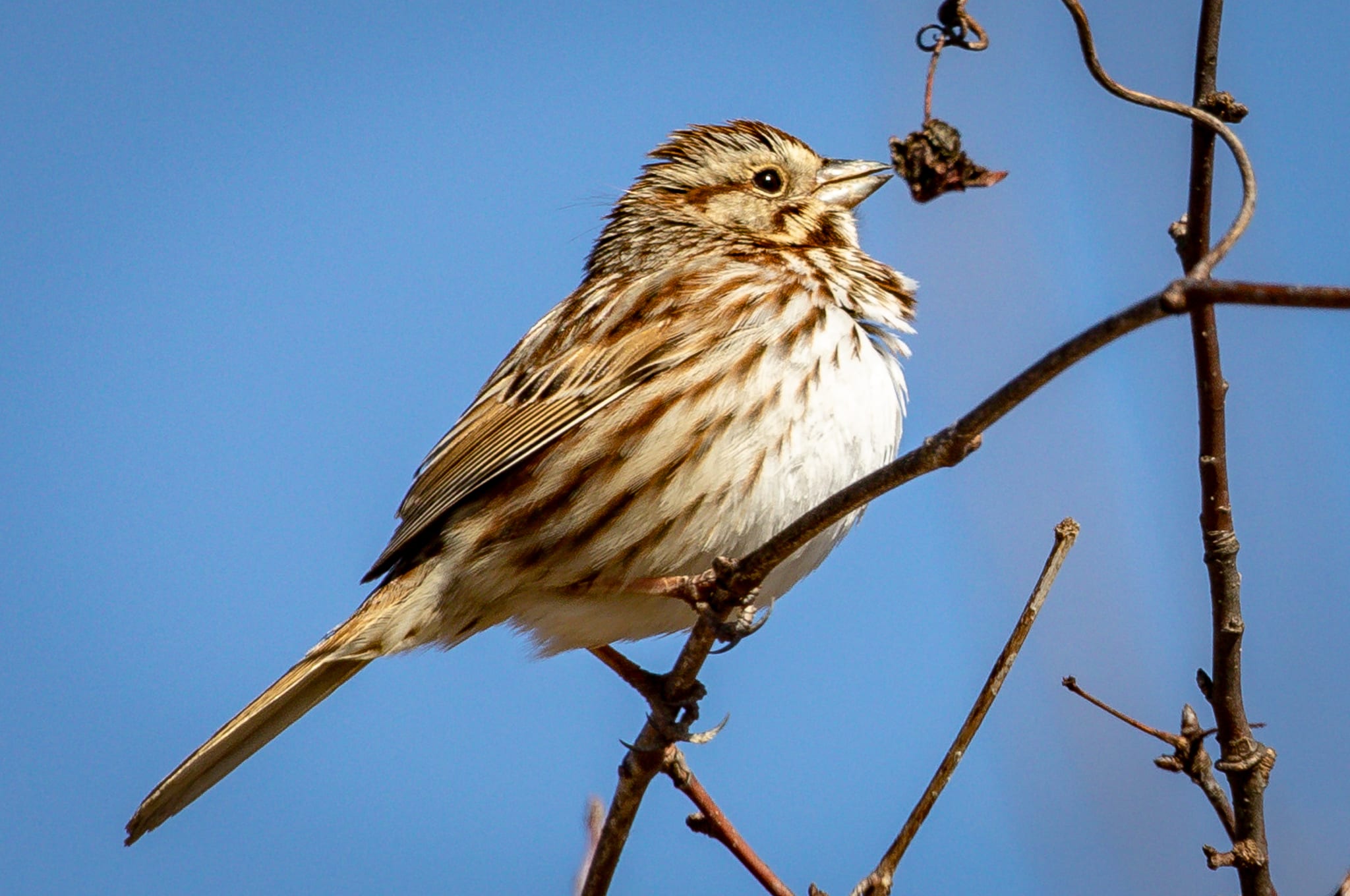 Perched High | Great Bird Pics