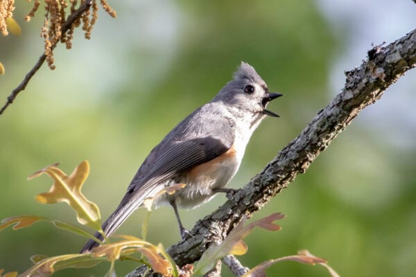 Nice Tuft | Great Bird Pics