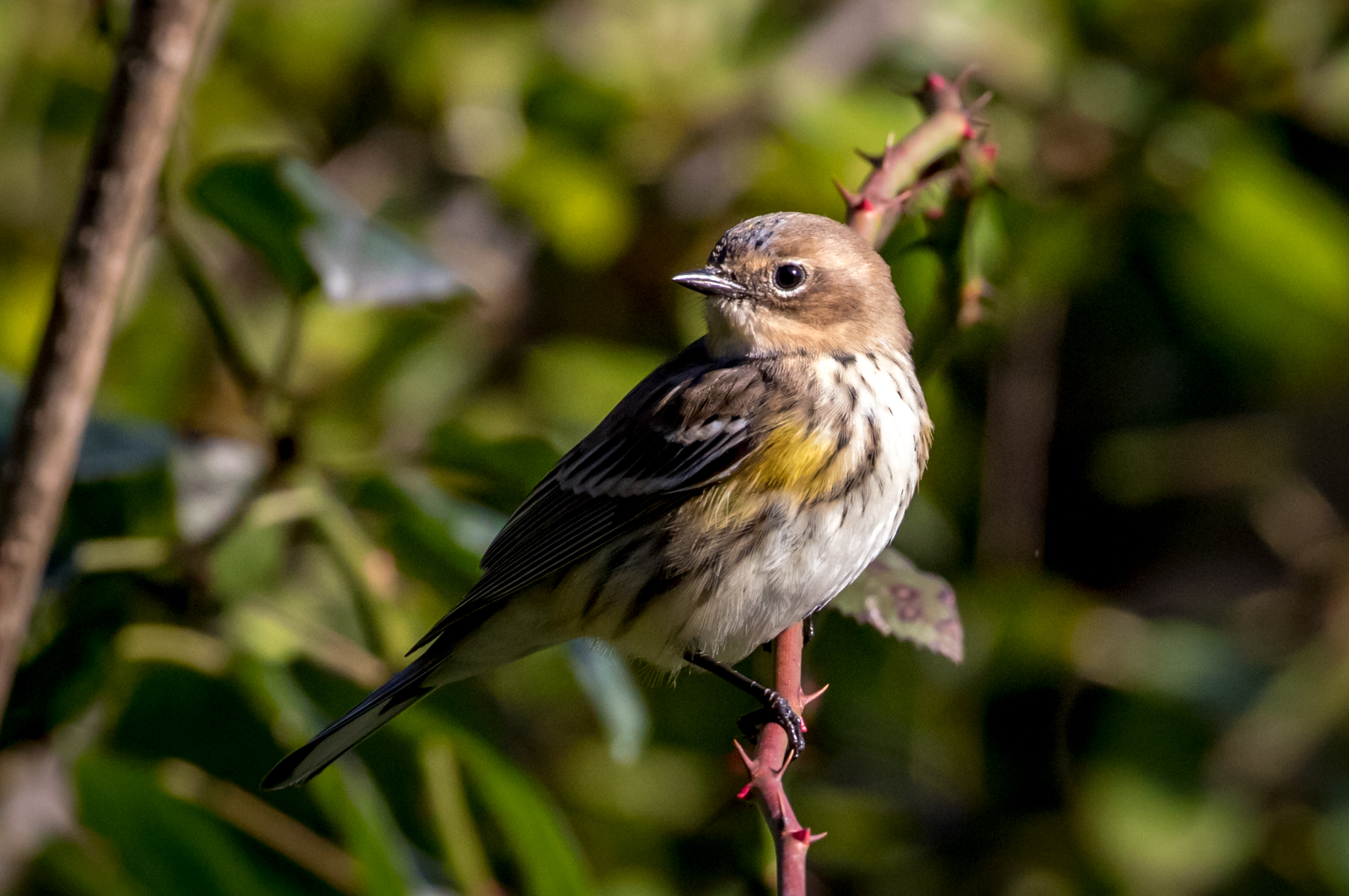 Give Me A Profle | Great Bird Pics