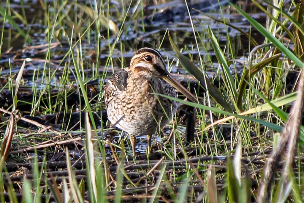 Snipe Hunt | Great Bird Pics