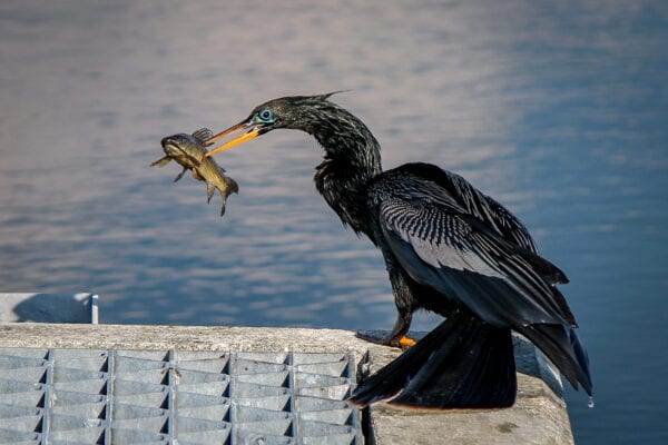 Stabbed It | Great Bird Pics