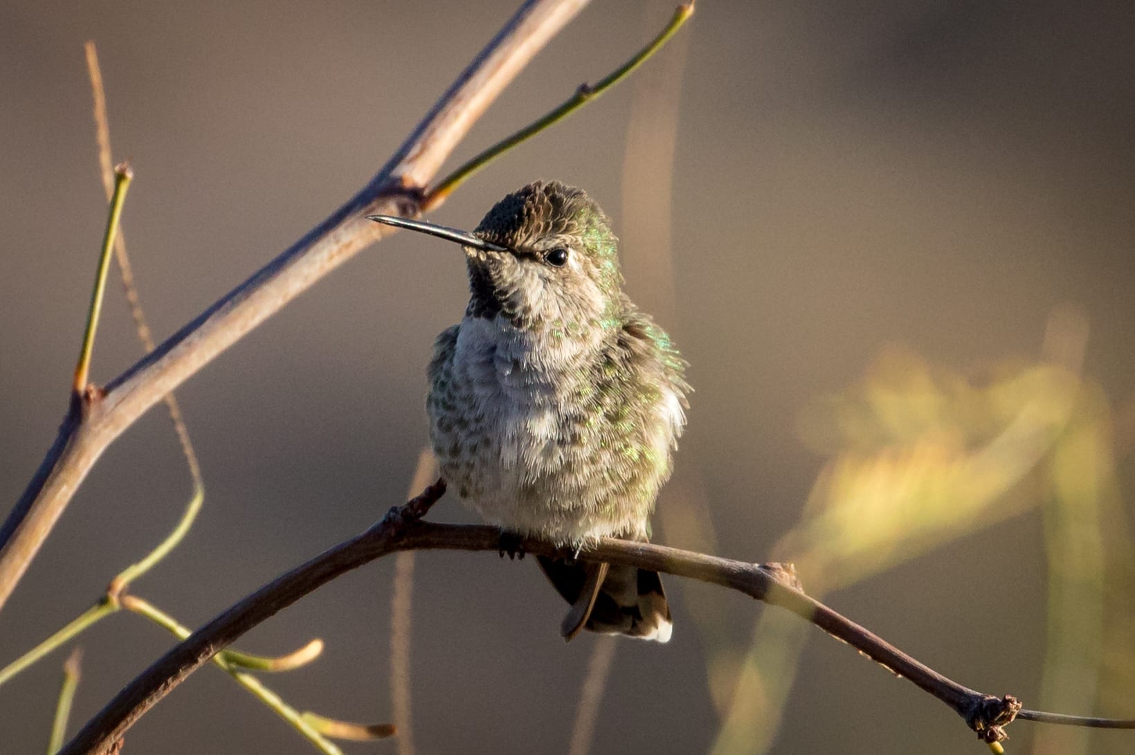 Fierce Look | Great Bird Pics