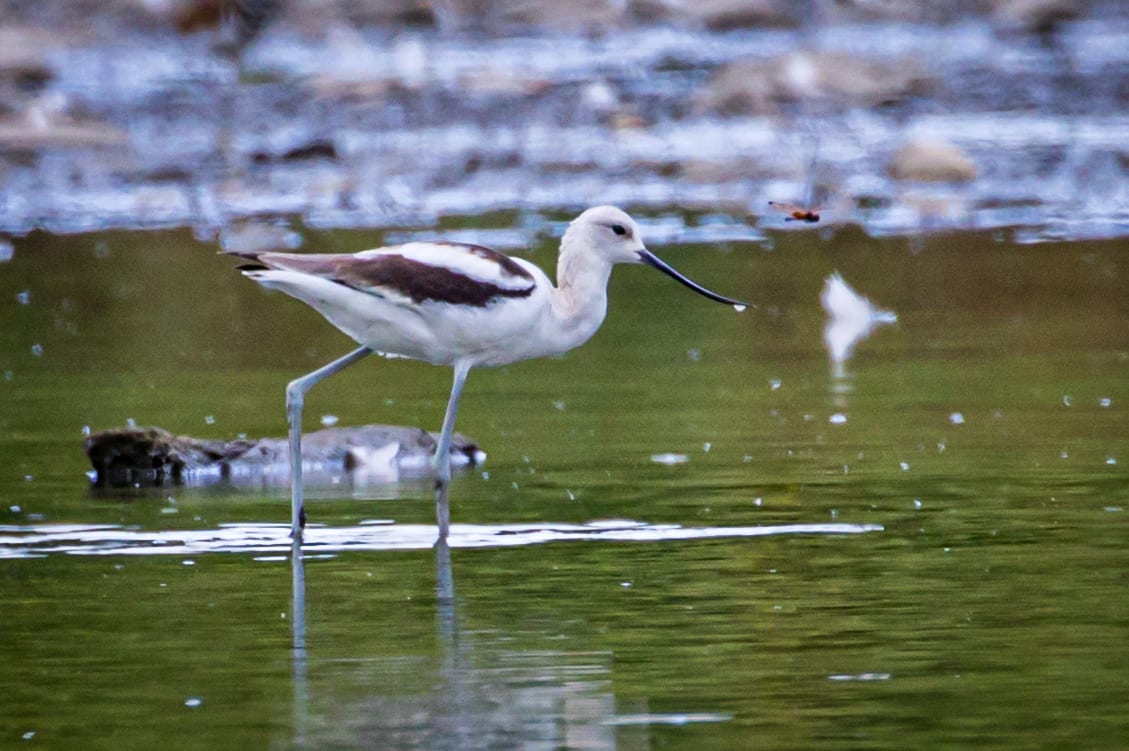 Step by Step | Great Bird Pics