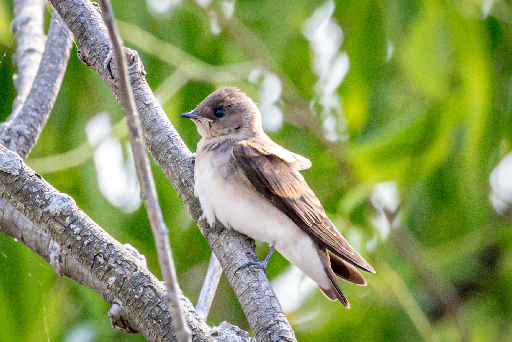 You Can Take It To the Bank | Great Bird Pics