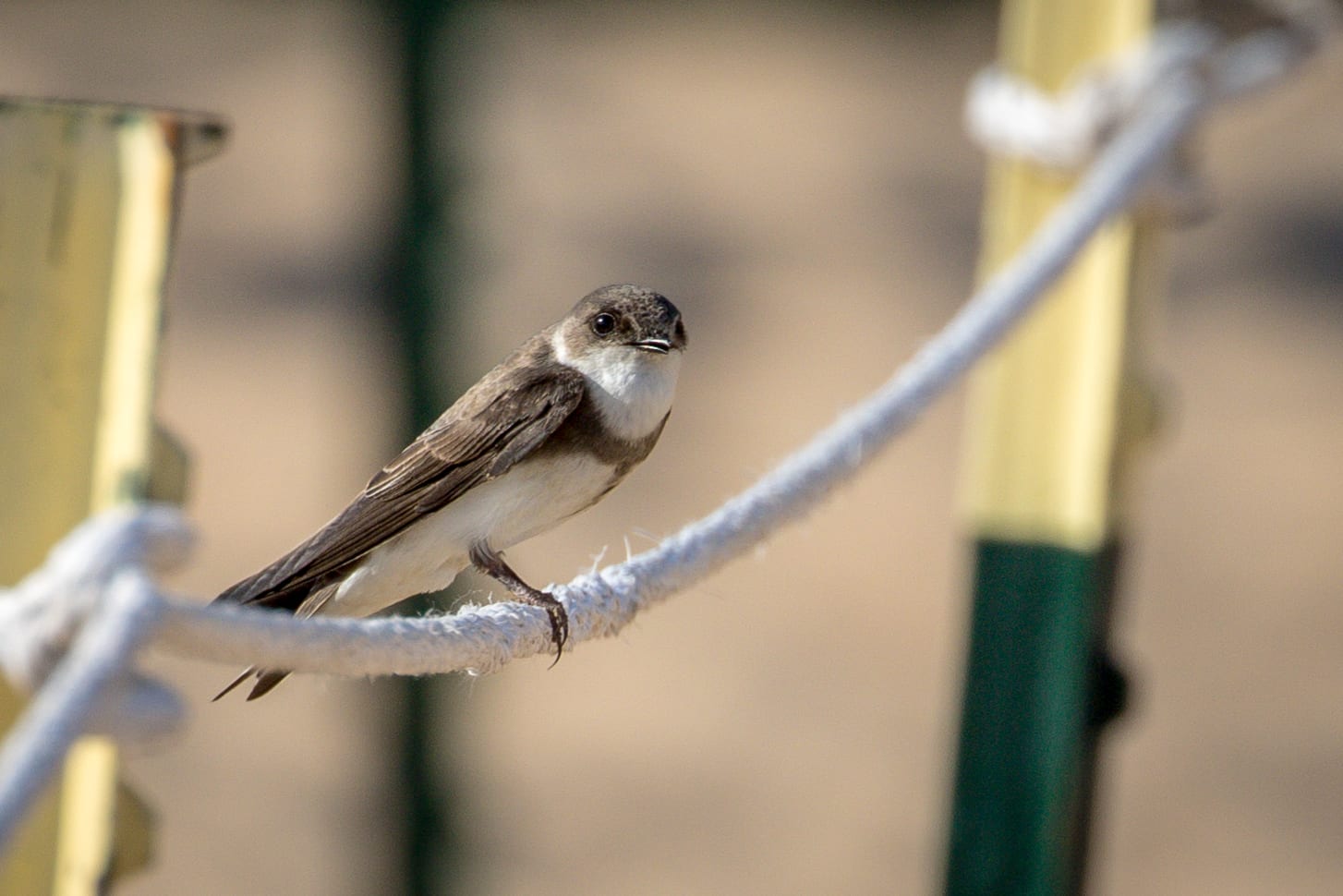 Long and Lean | Great Bird Pics