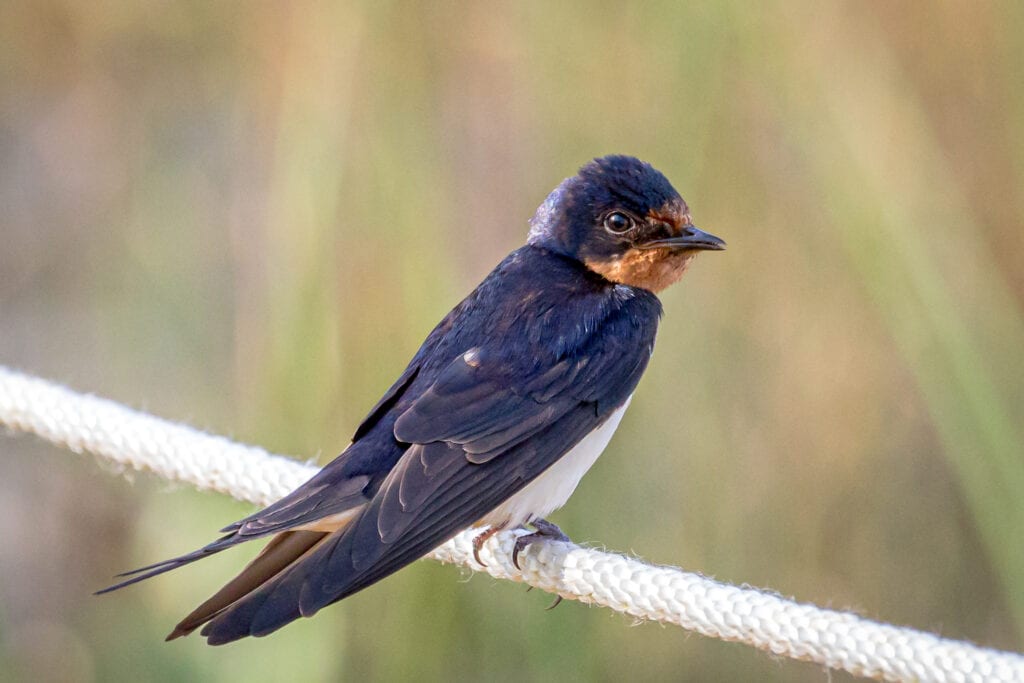 Long Wings | Great Bird Pics