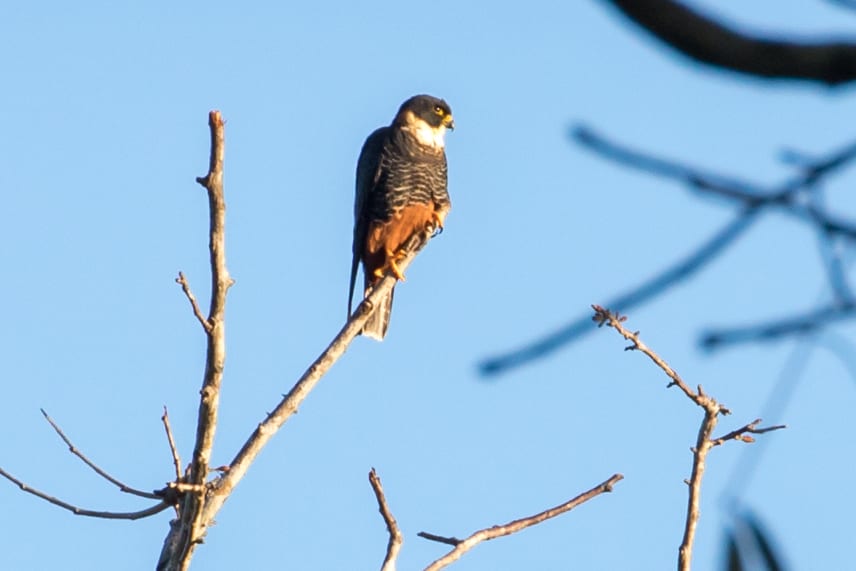 Batman | Great Bird Pics