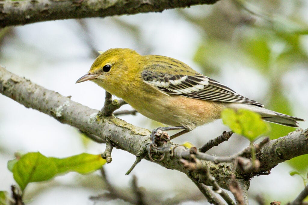 Why is it Bay-breasted? | Great Bird Pics