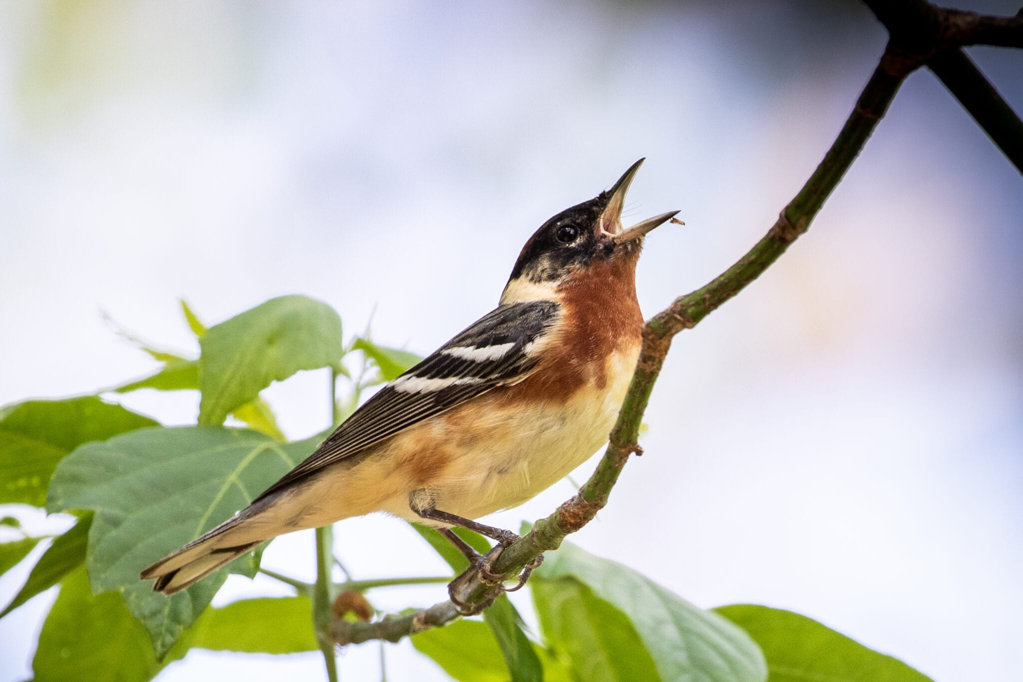 Baying at the Sun | Great Bird Pics
