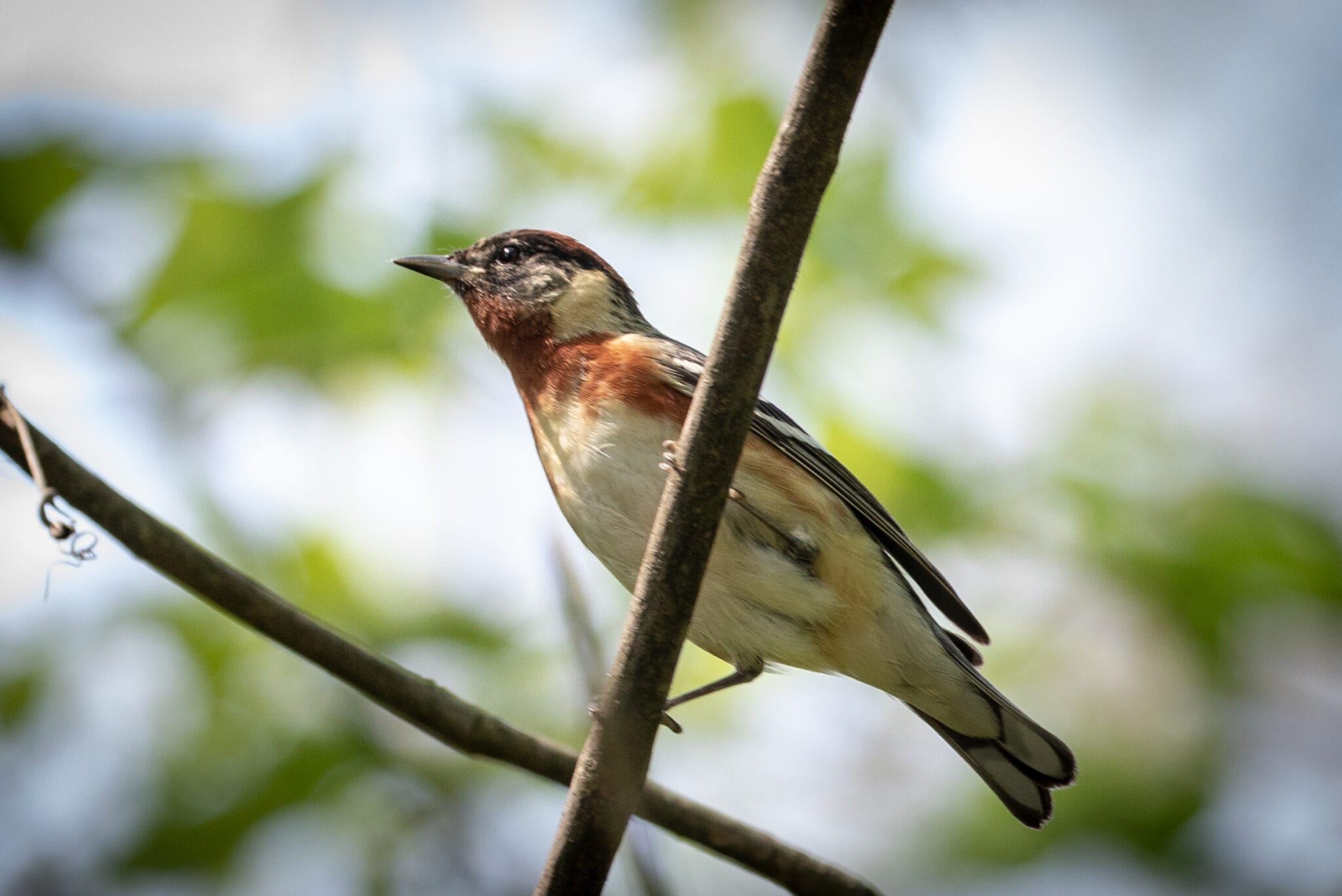 Bay-breasted Sitting on Limb | Great Bird Pics