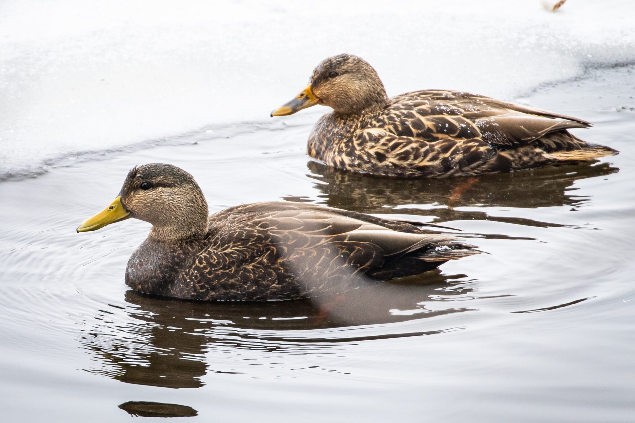 Black Pair | Great Bird Pics
