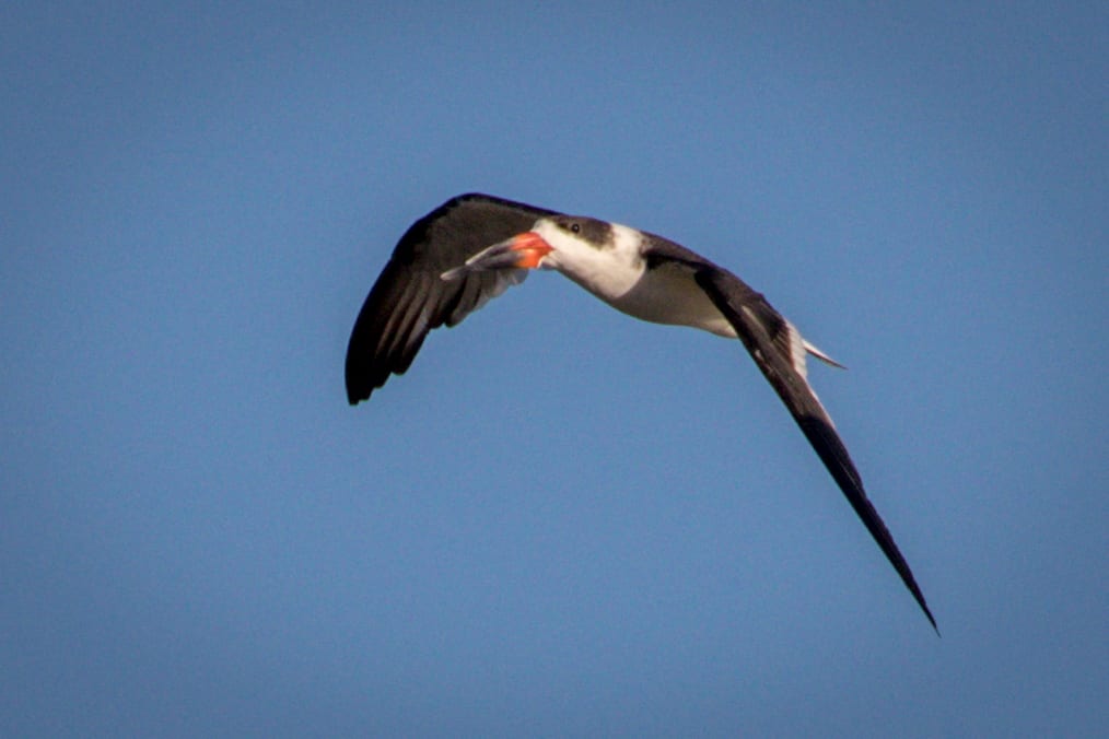 Too High to Skim | Great Bird Pics