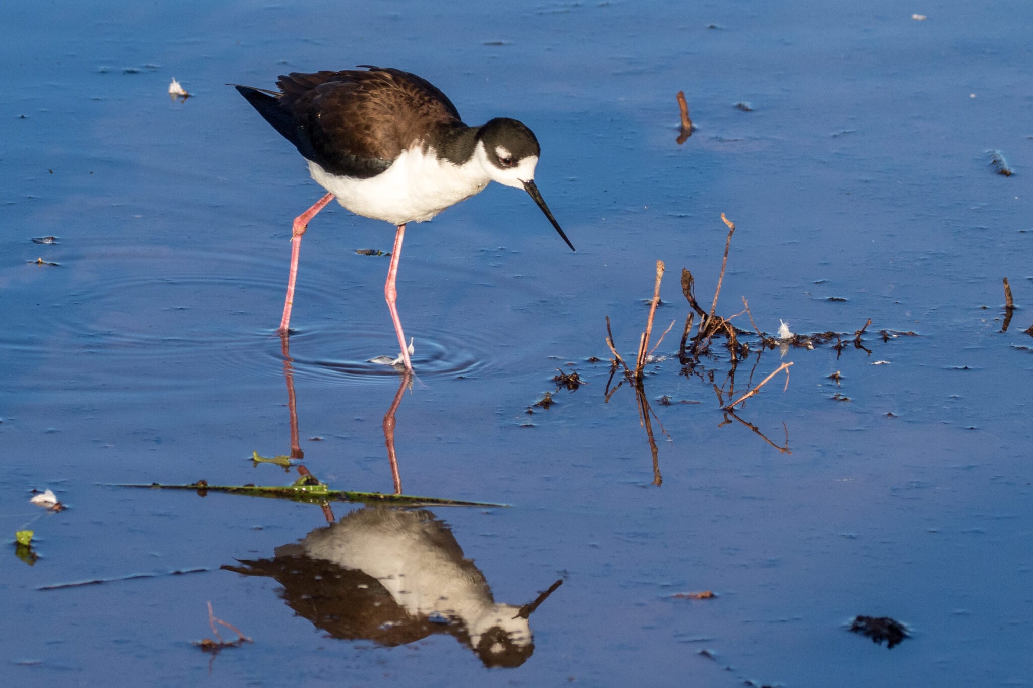 Two For The Price Of One | Great Bird Pics
