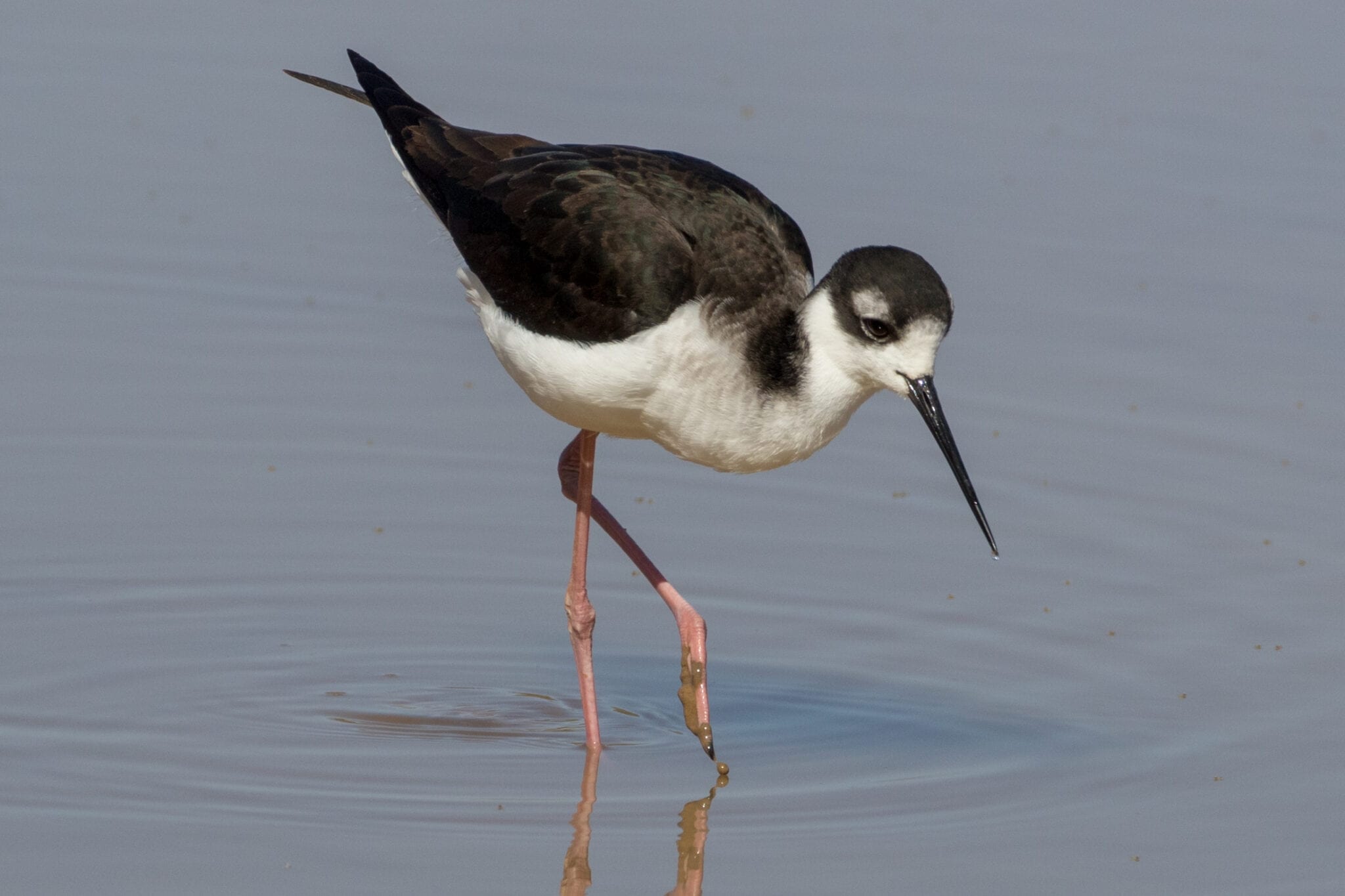 Tread Lightly | Great Bird Pics