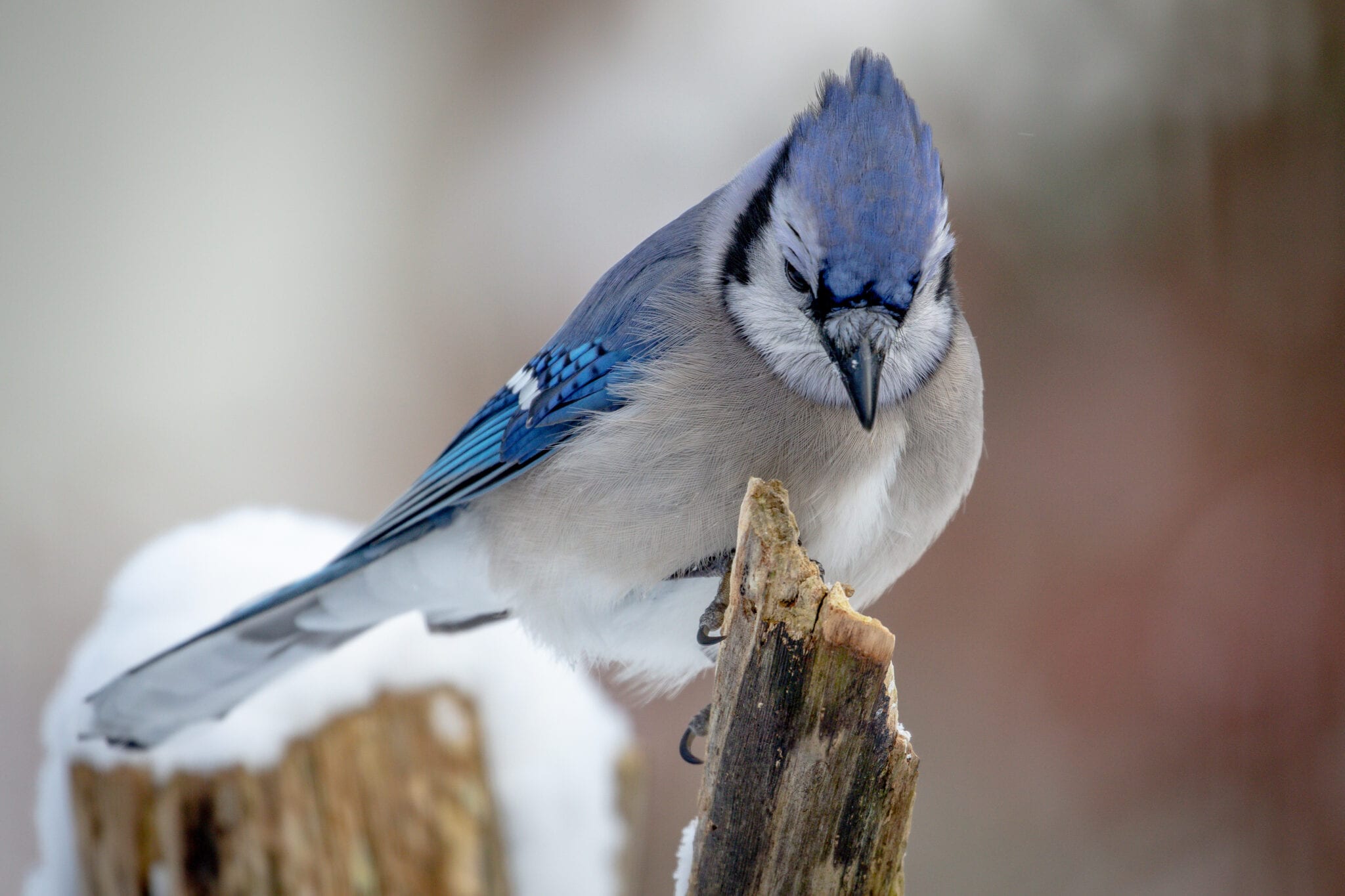 Searching for Food Everywhere | Great Bird Pics