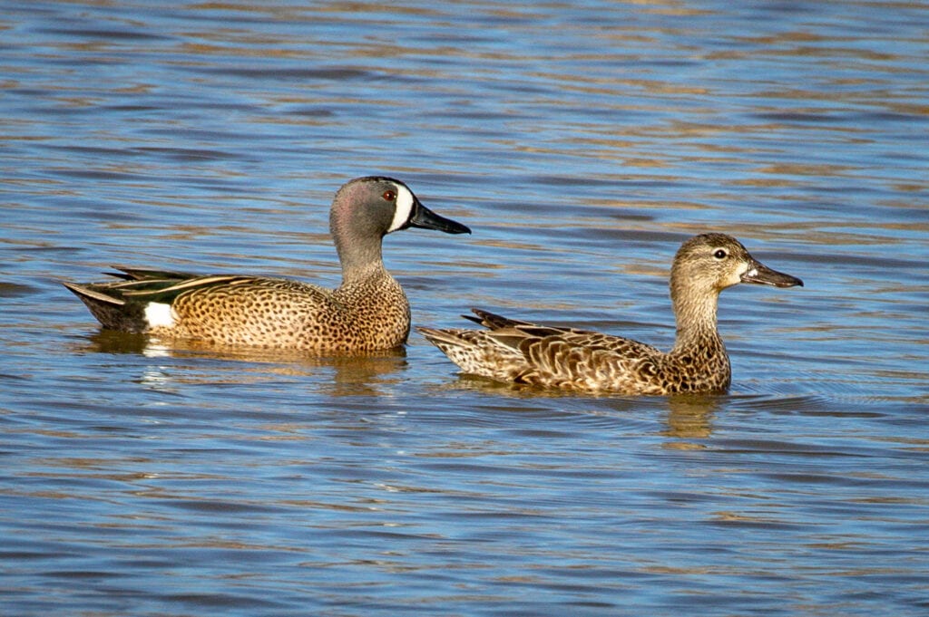 Teal for Two | Great Bird Pics