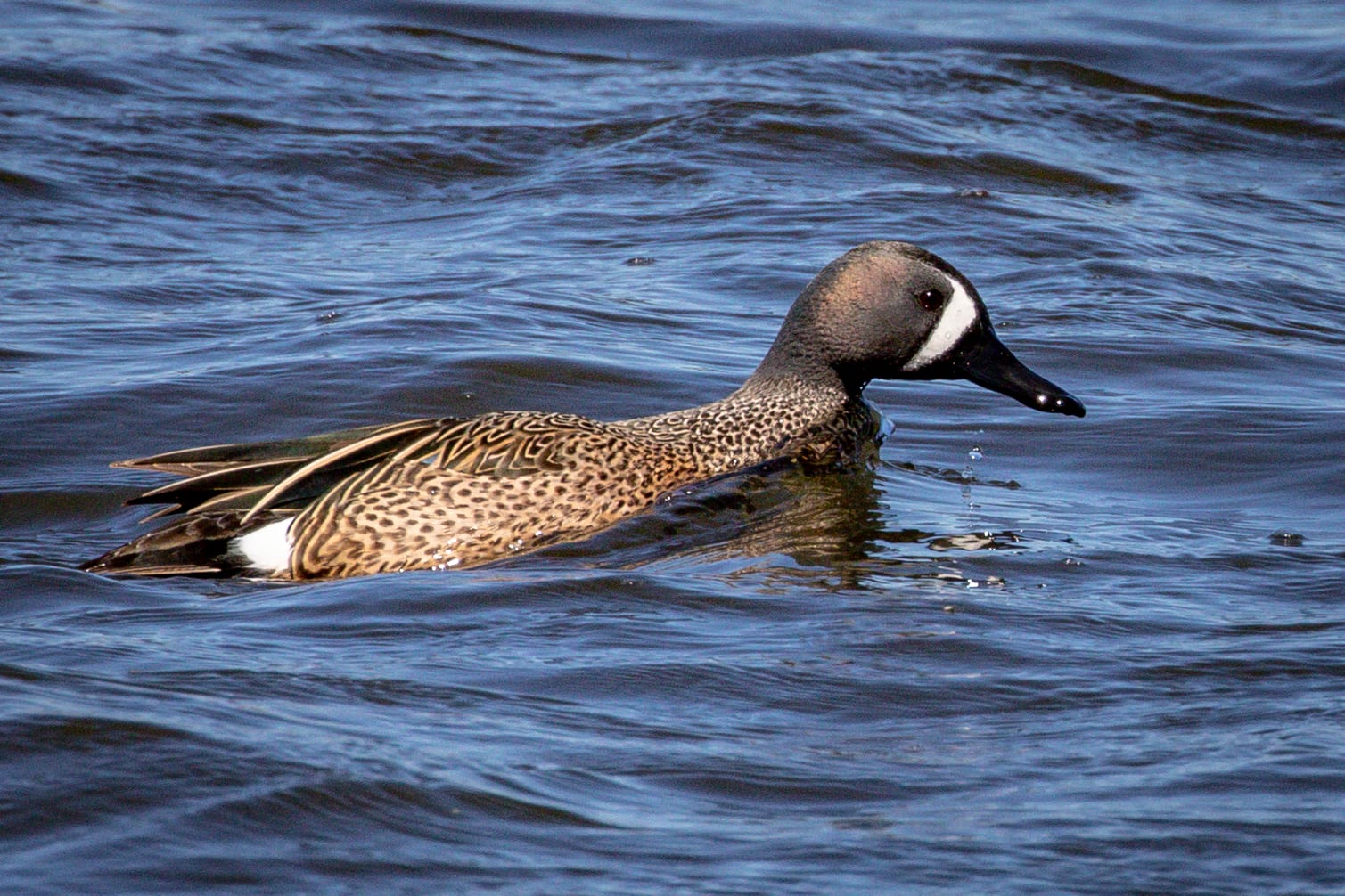 Slash Teal | Great Bird Pics