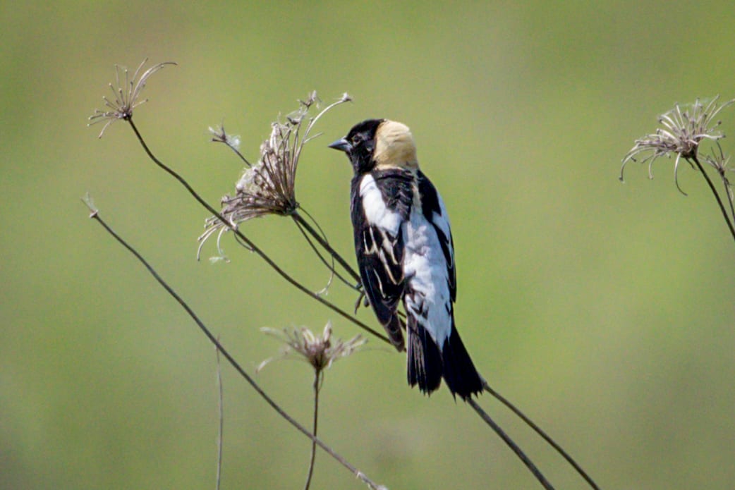 Hi Bob! | Great Bird Pics