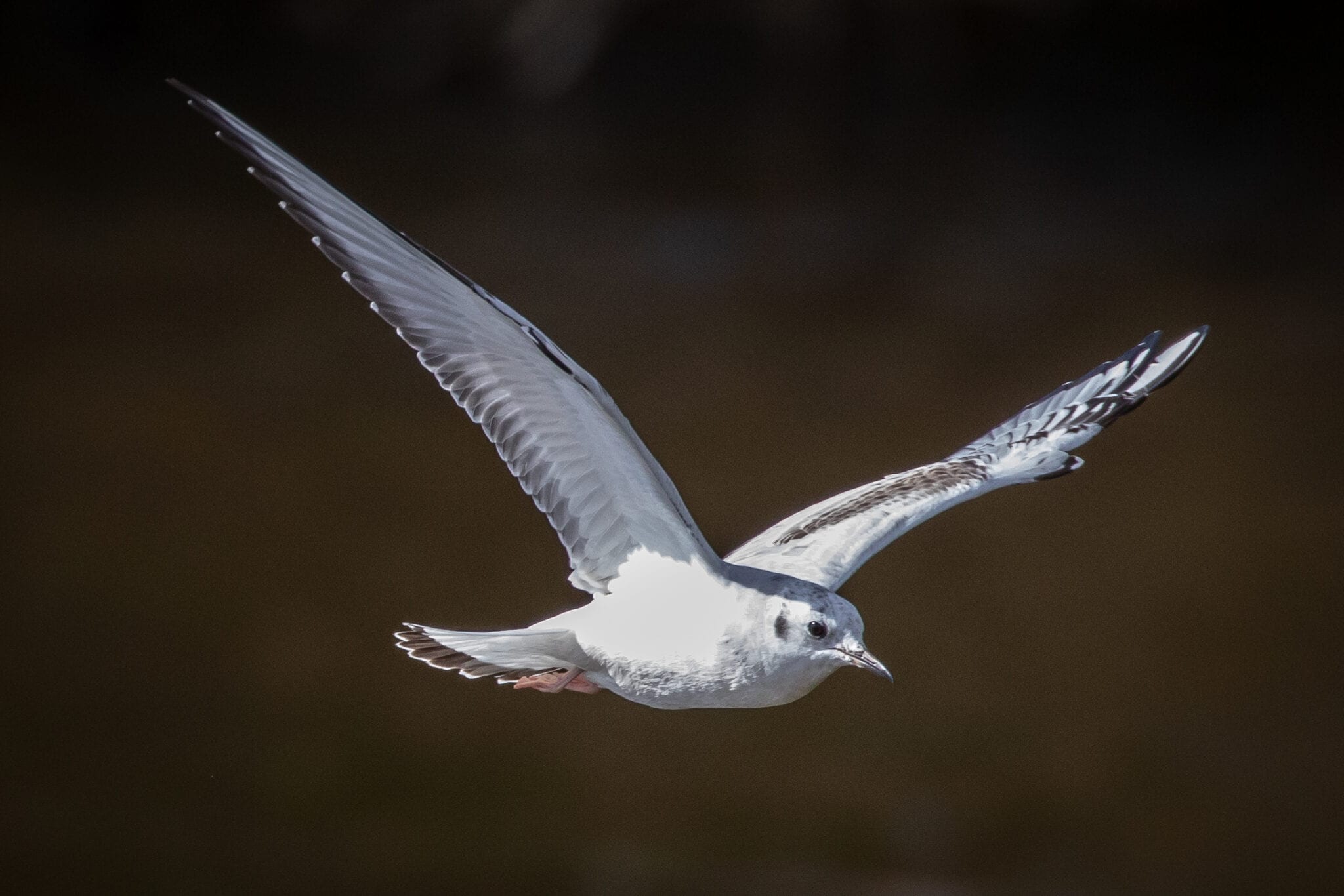 Small and Beautiful | Great Bird Pics