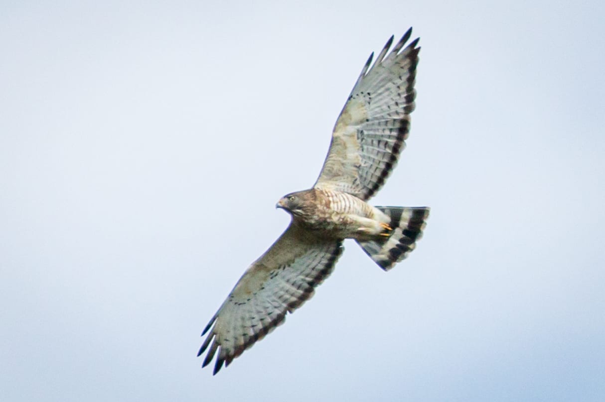 Tell-tale Stripes | Great Bird Pics