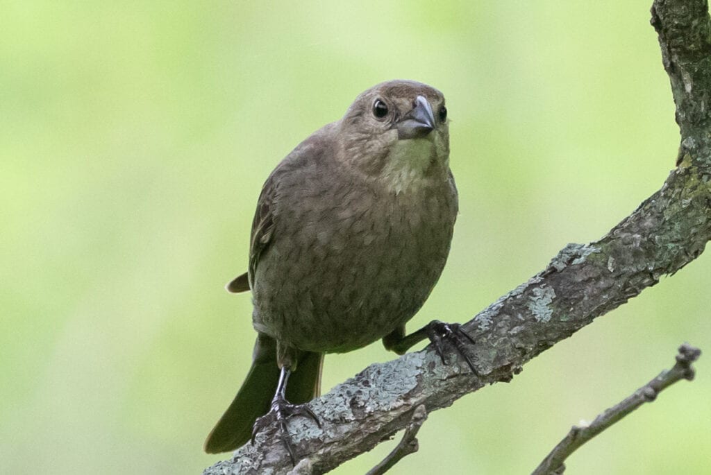 Typical Female (Cowbird) | Great Bird Pics