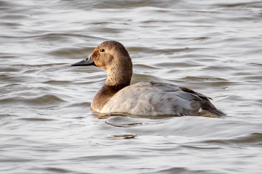 Tapered head | Great Bird Pics