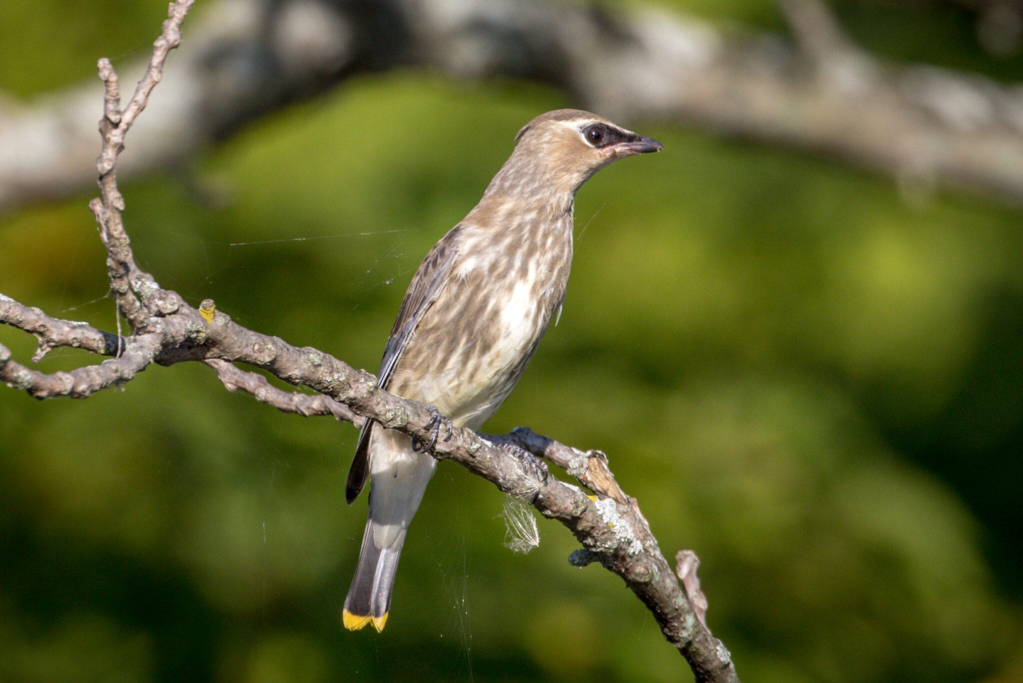 Young Bandit | Great Bird Pics