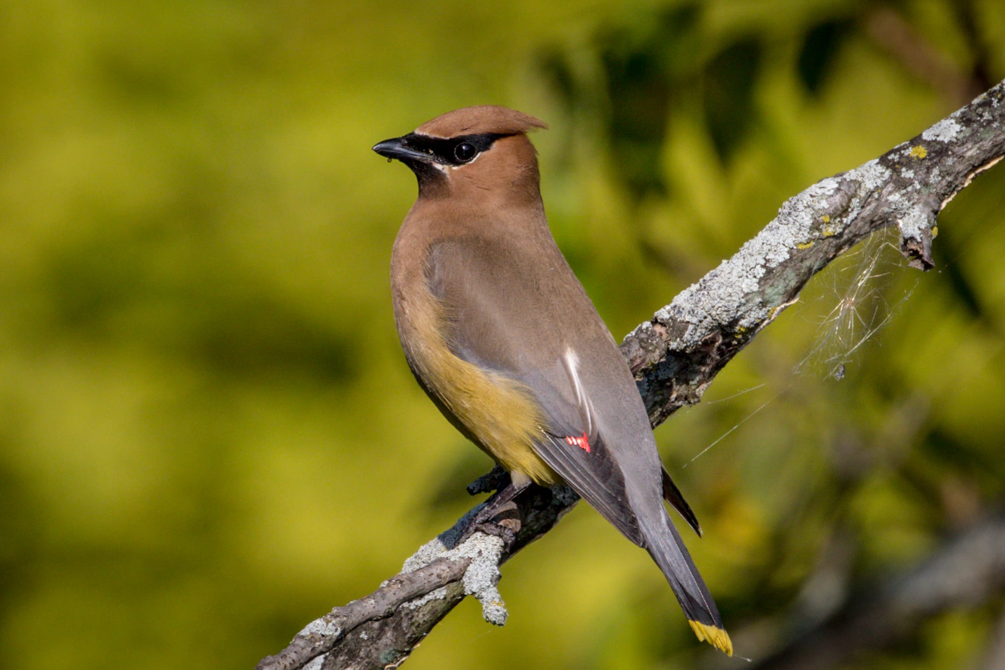 The Groom | Great Bird Pics