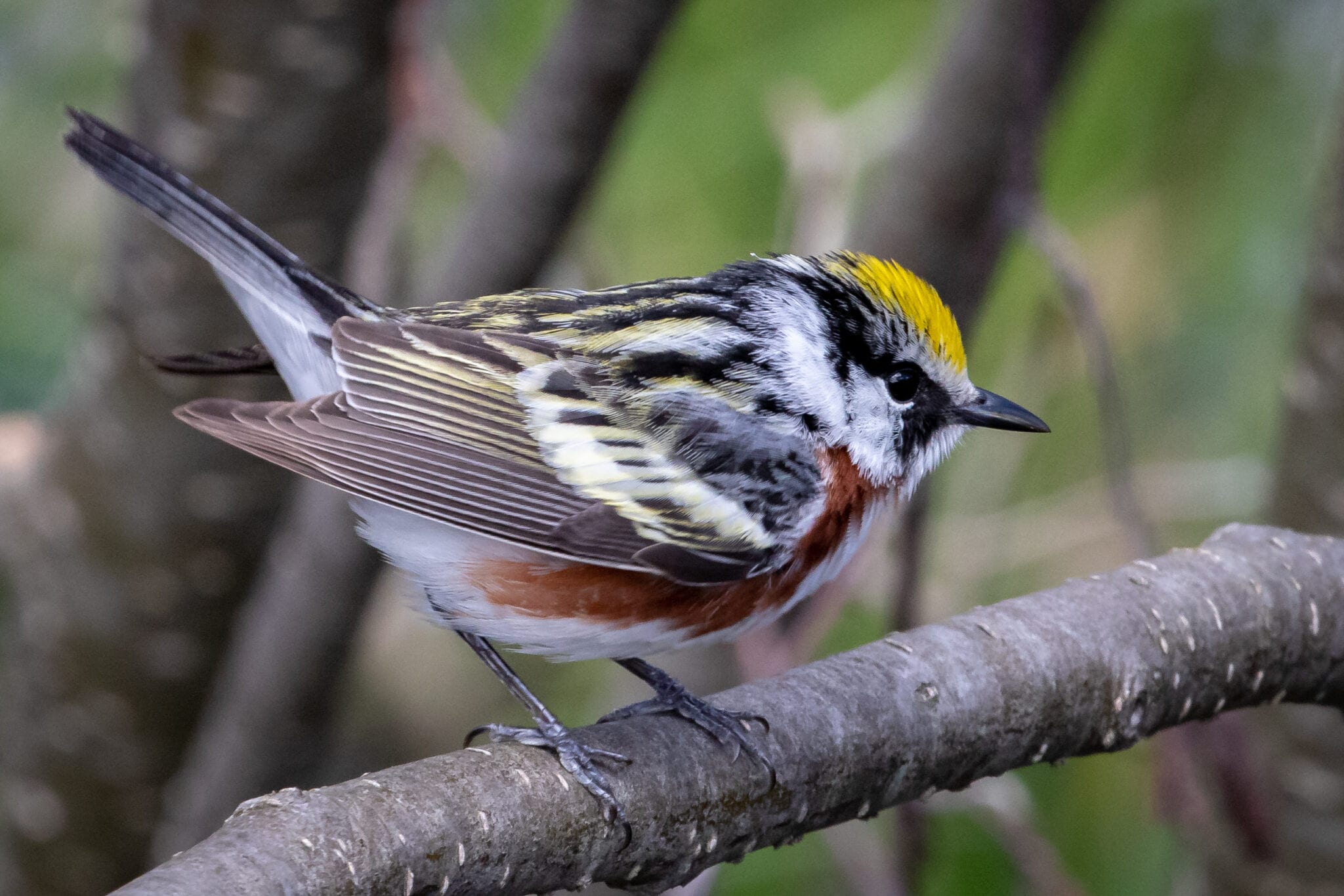 Chestnut-sided | Great Bird Pics