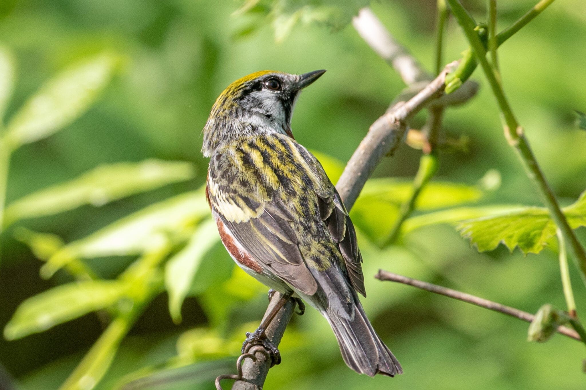 A Bit of Chestnut, A Lot of Color | Great Bird Pics
