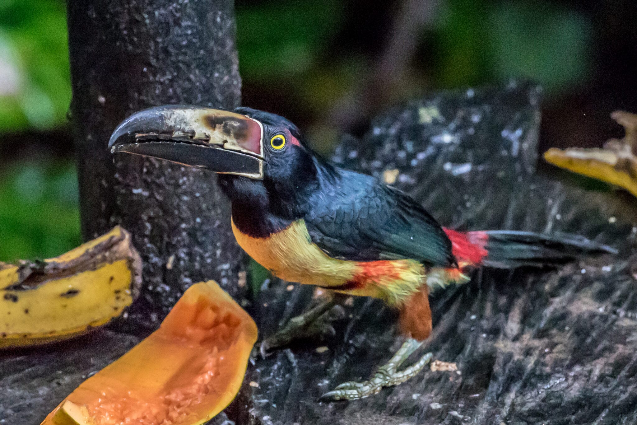 Healthy Eater | Great Bird Pics